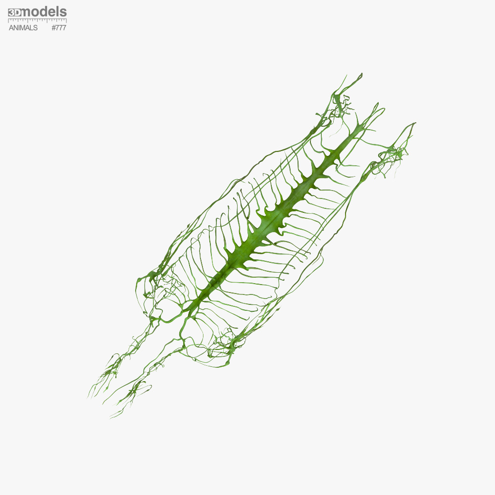 Bull Lymphatic System Modelo 3D - Descargar Mammalia on 3DModels.org
