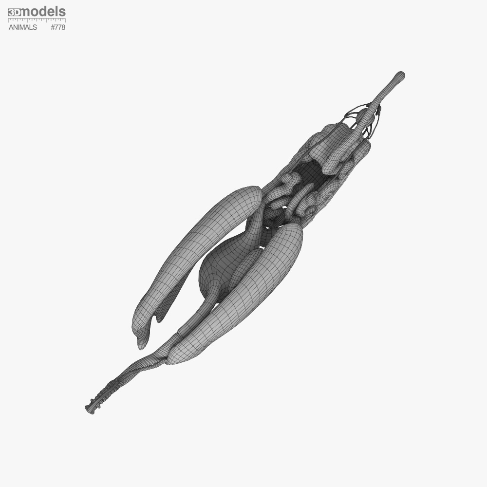 Bull Internal Organs 3D model - Download Mammals on 3DModels.org