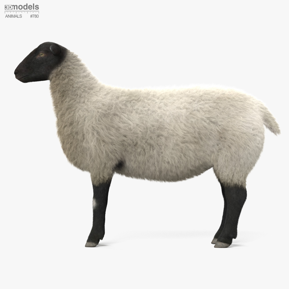 Suffolk Sheep 3D model - Download Mammals on 3DModels.org