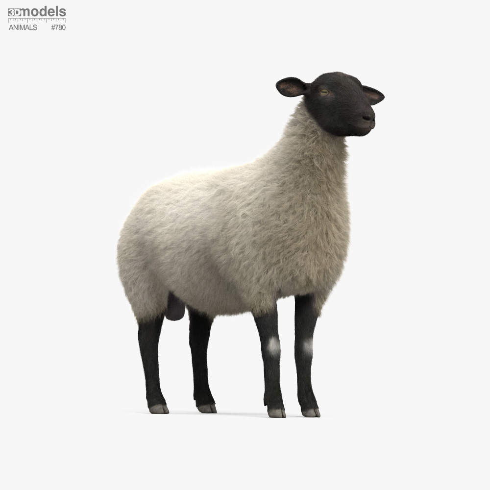Suffolk Sheep 3D model - Download Mammals on 3DModels.org
