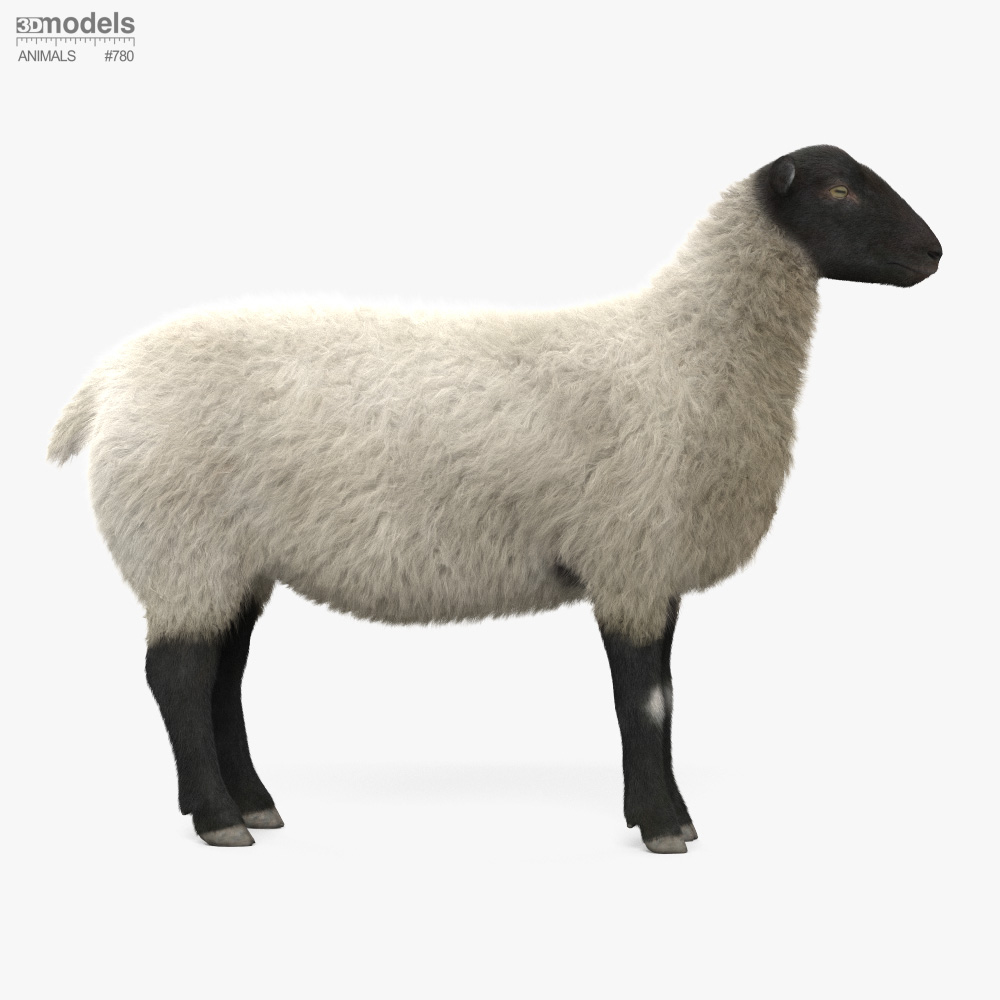 Suffolk Sheep 3D model - Download Mammals on 3DModels.org