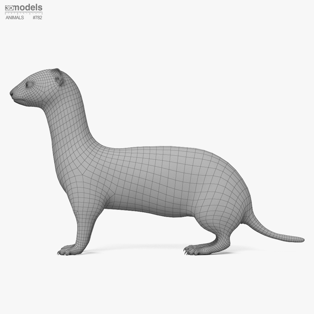 Least Weasel 3D model - Download Mammals on 3DModels.org