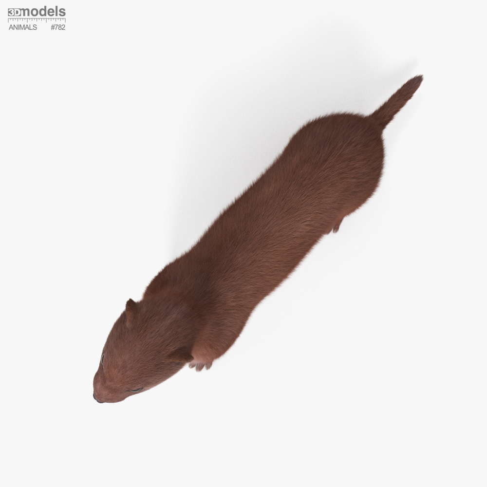 Least Weasel 3D model - Download Mammals on 3DModels.org