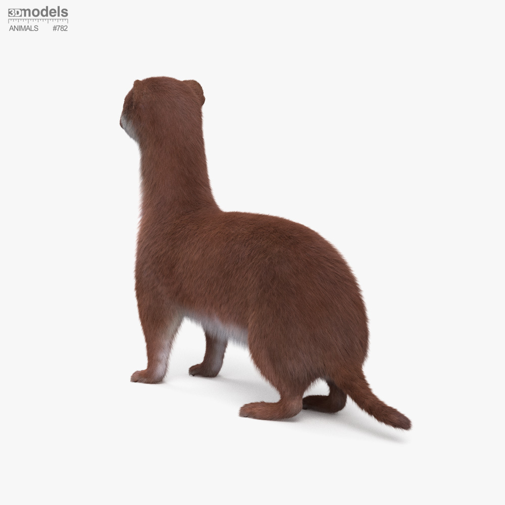 Comadreja Común Mustela Nivalis Modelo 3D - Descargar Mammalia on ...