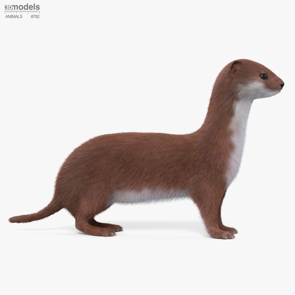 Comadreja Común Mustela Nivalis Modelo 3D - Descargar Mammalia on ...