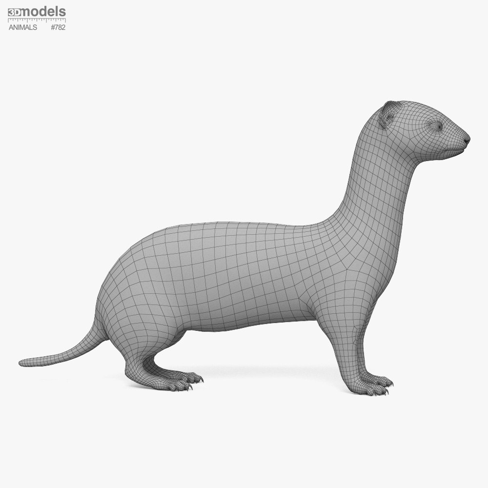Comadreja Común Mustela Nivalis Modelo 3D - Descargar Mammalia on ...