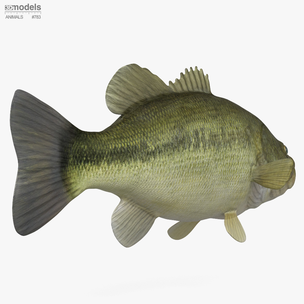 Largemouth Bass 3D model - Download Fish on 3DModels.org