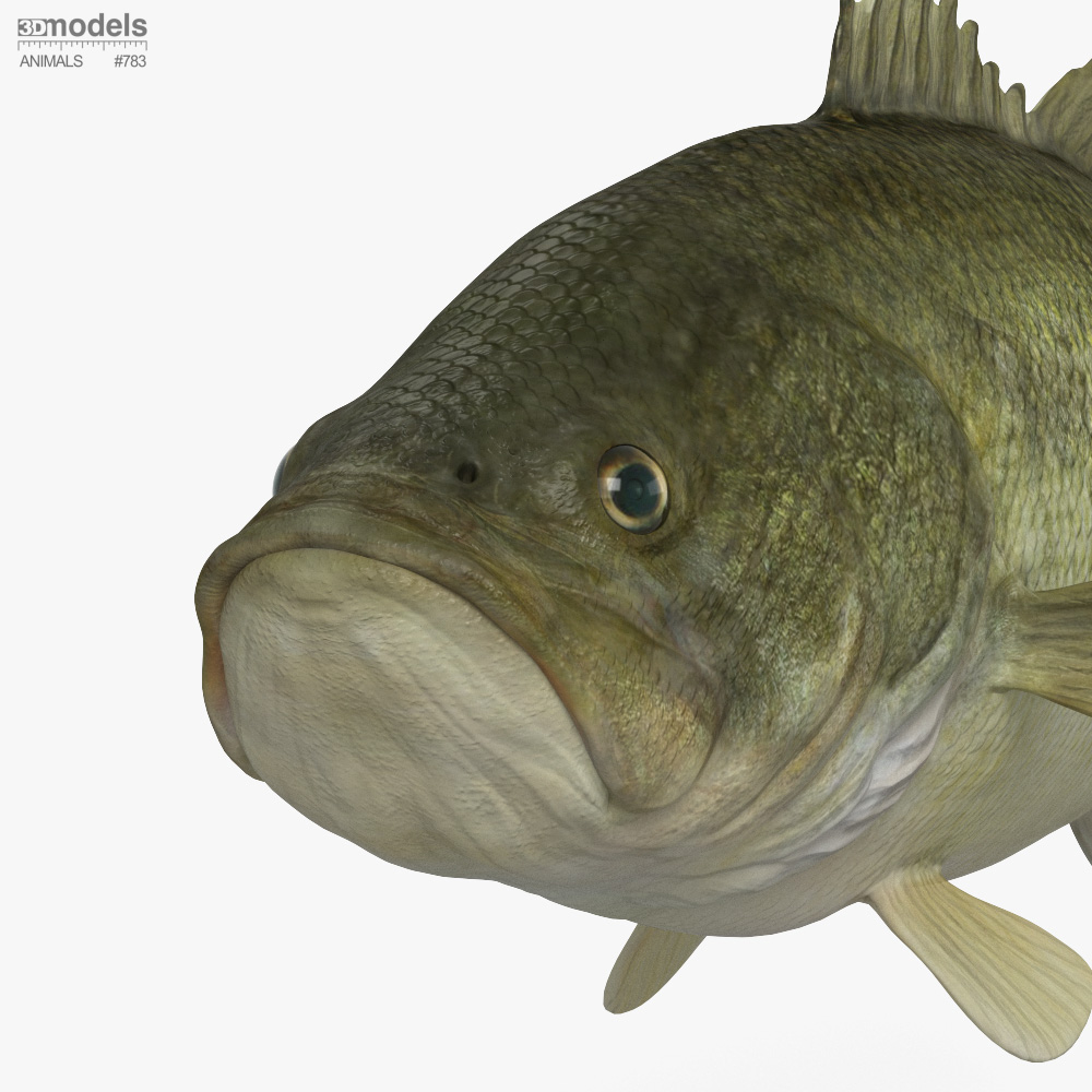 Largemouth Bass 3D model - Download Fish on 3DModels.org