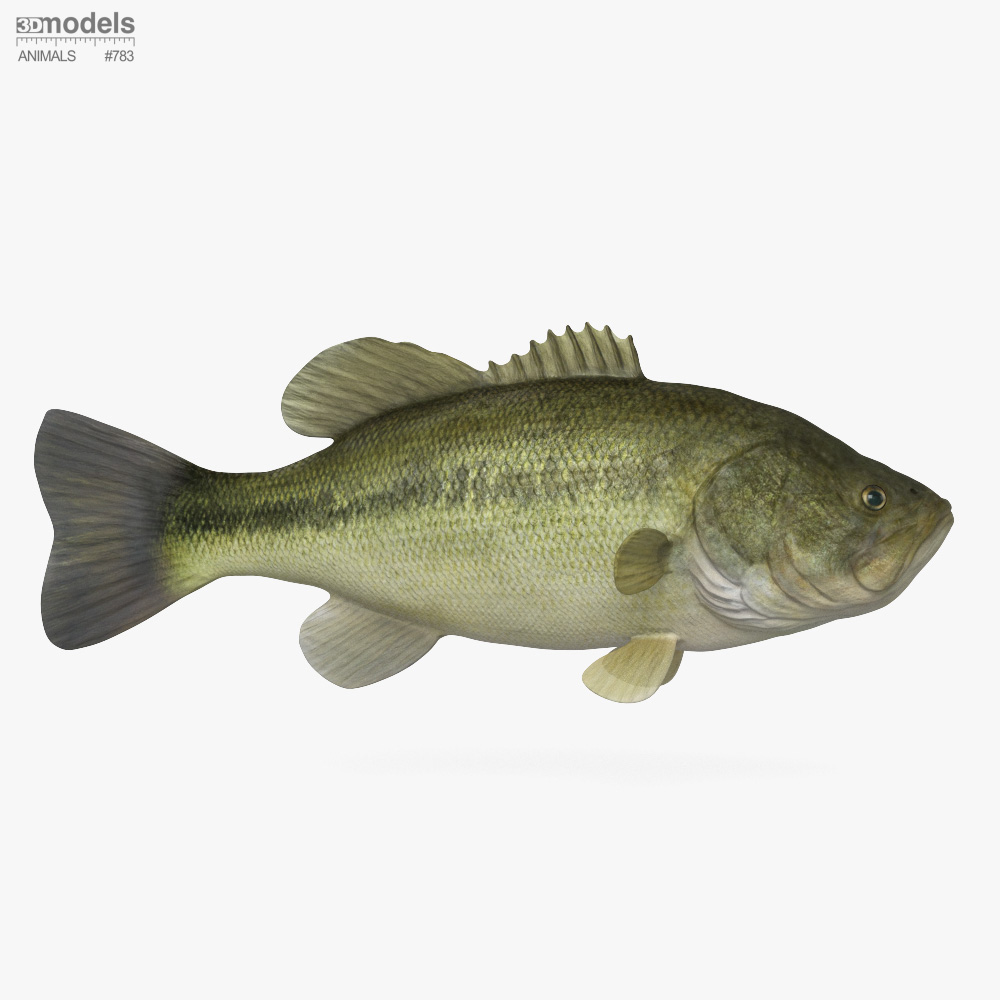 Largemouth Bass 3D model - Download Fish on 3DModels.org