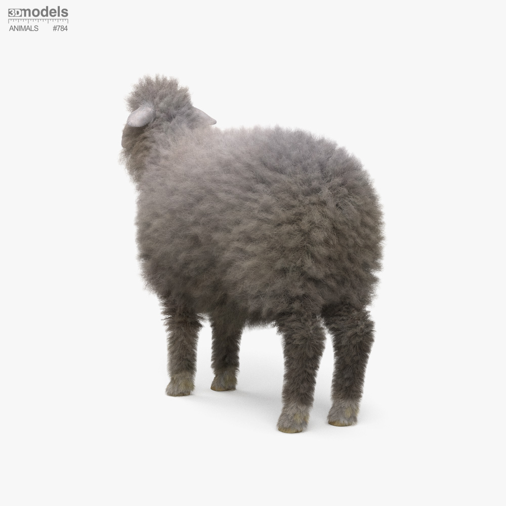 Longwool Sheep 3D model - Download Mammals on 3DModels.org