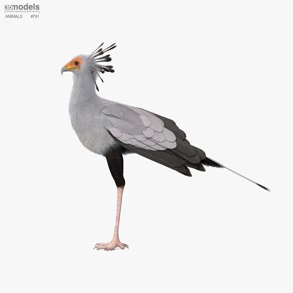 Secretarybird 3D model - Download Birds on 3DModels.org