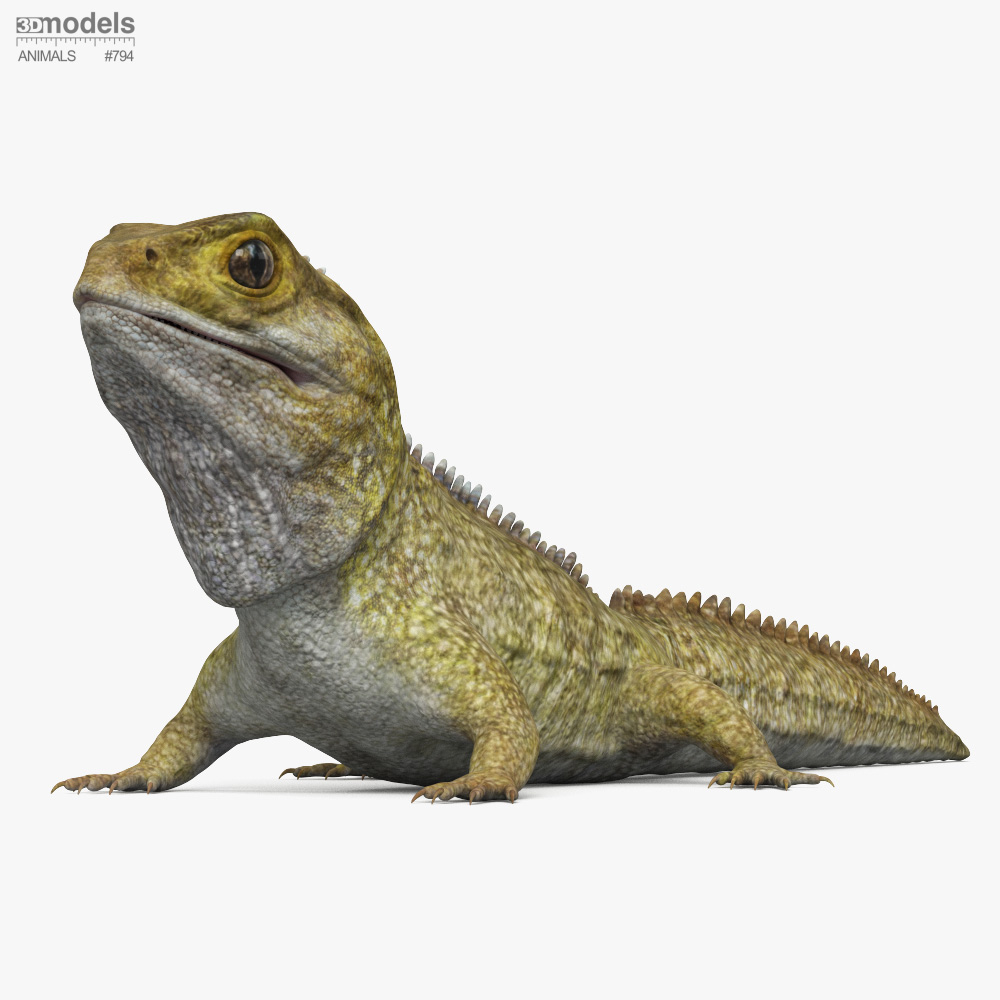 Tuatara 3D model - Download Reptile on 3DModels.org