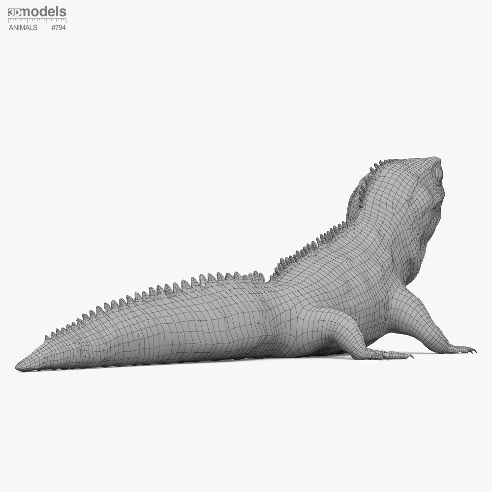 Tuatara 3D model - Download Reptile on 3DModels.org