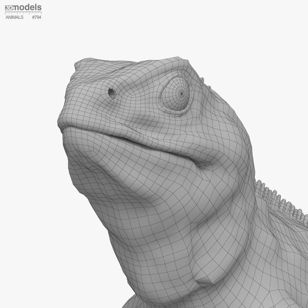 Tuatara 3D model - Download Reptile on 3DModels.org