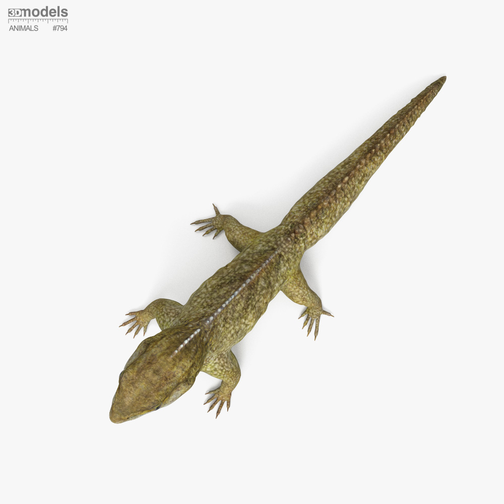 Tuatara 3D model - Download Reptile on 3DModels.org