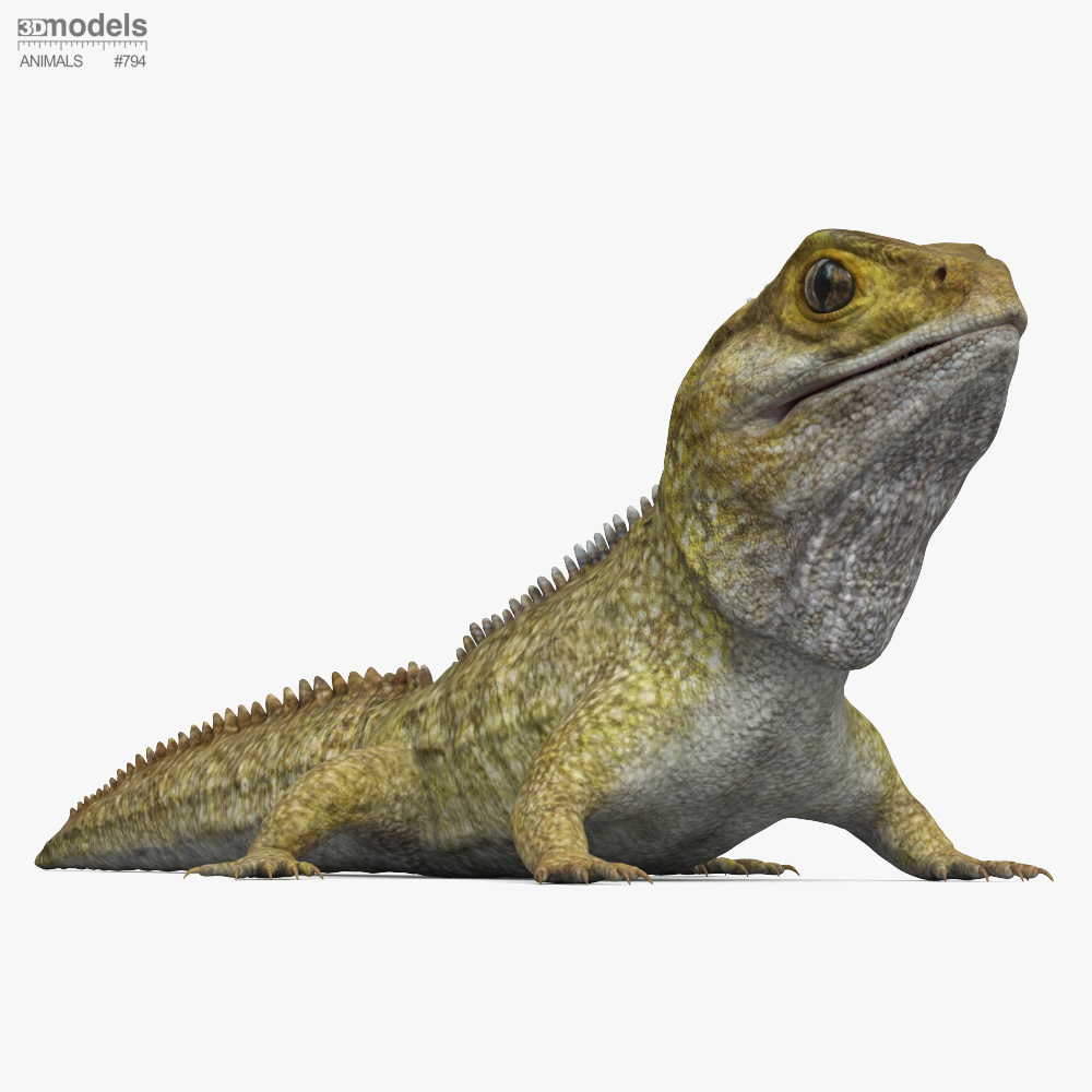Tuatara 3D model - Download Reptile on 3DModels.org