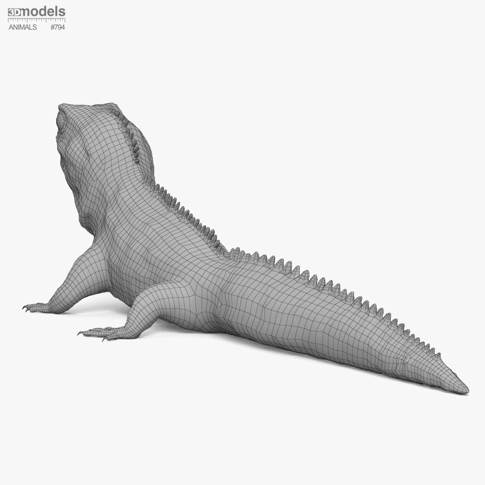 Tuatara 3D model - Download Reptile on 3DModels.org