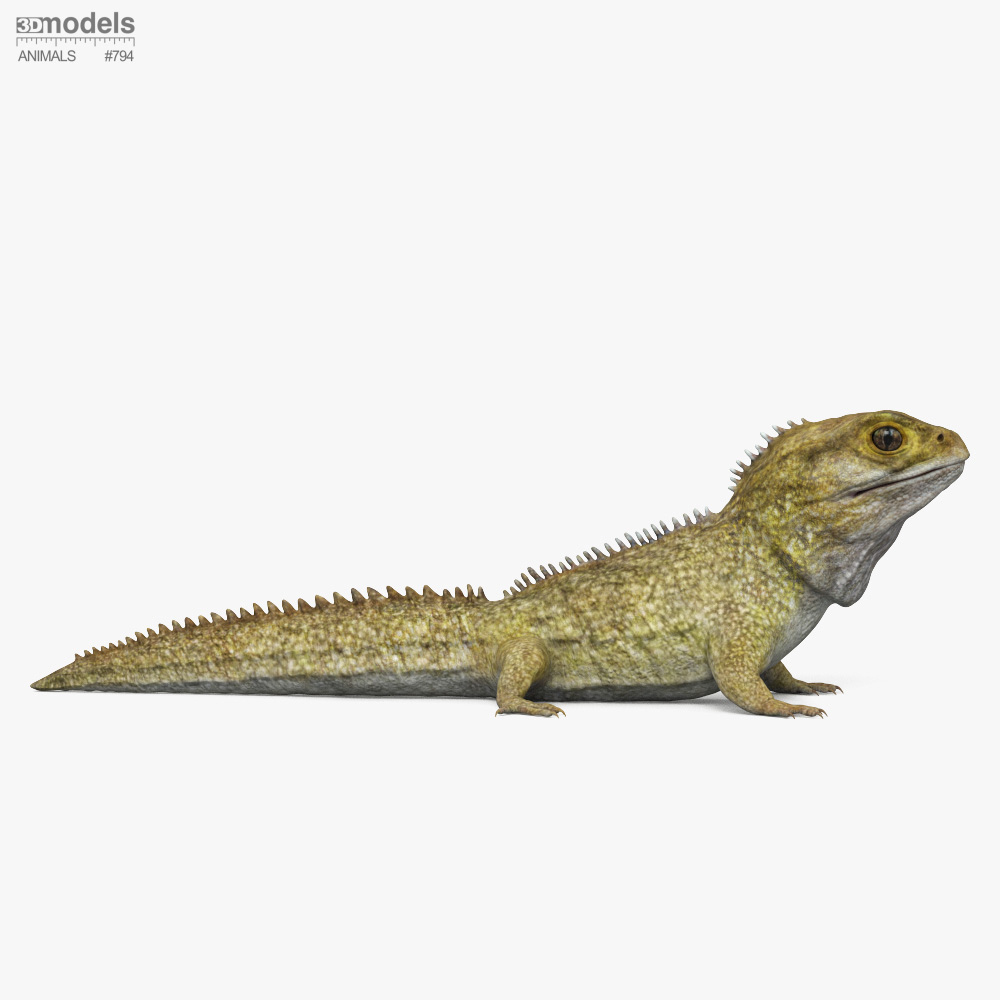 Tuatara 3D model - Download Reptile on 3DModels.org