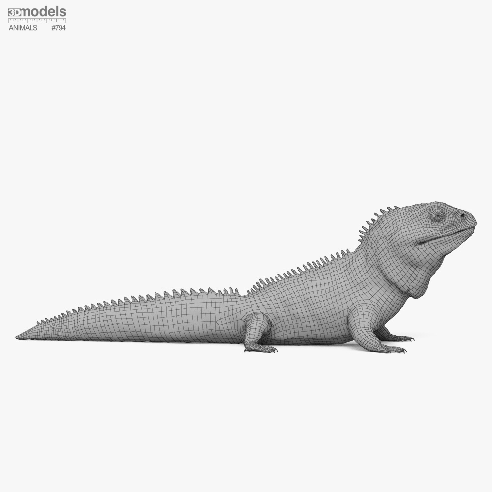 Tuatara 3D model - Download Reptile on 3DModels.org