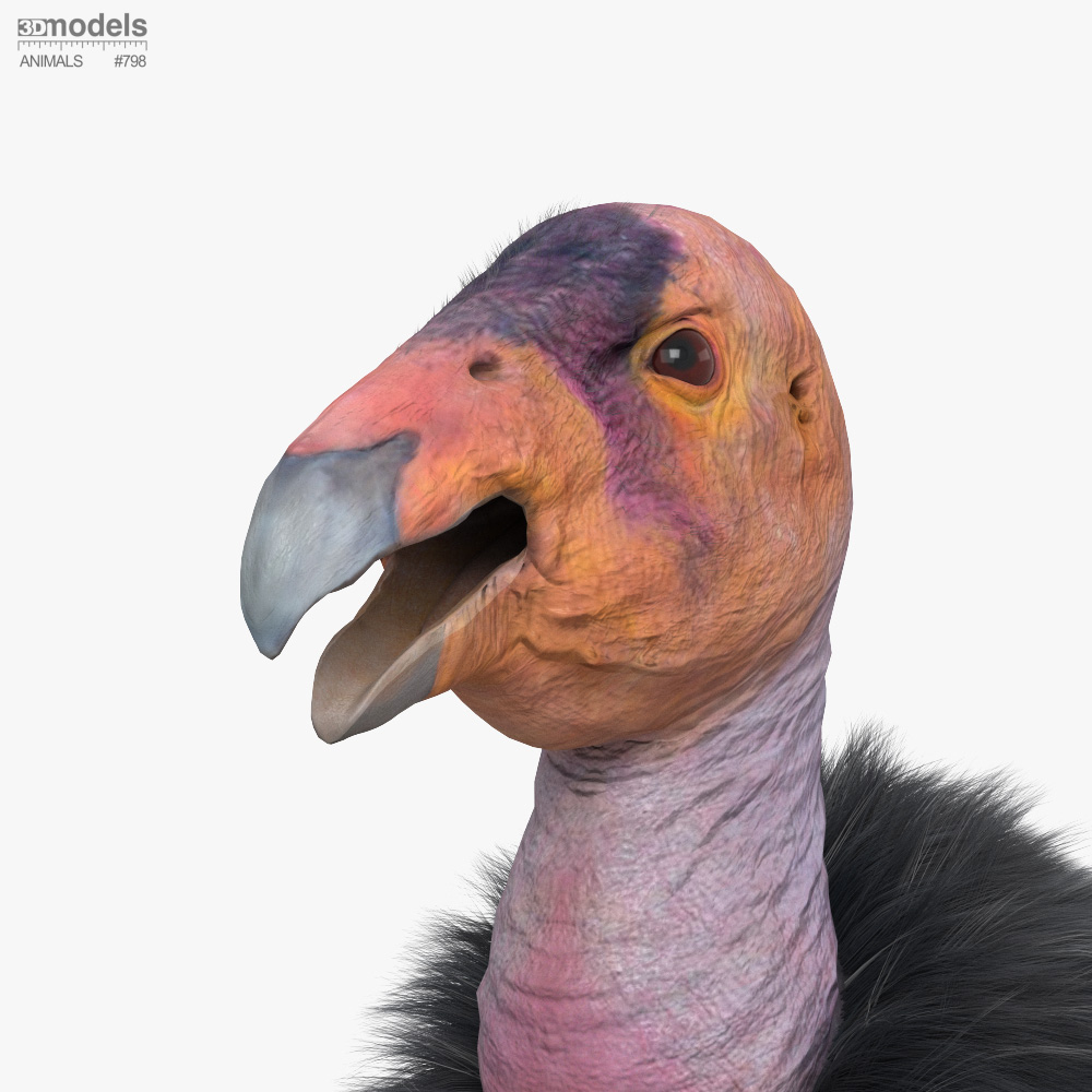 California Condor 3D model - Download Birds on 3DModels.org