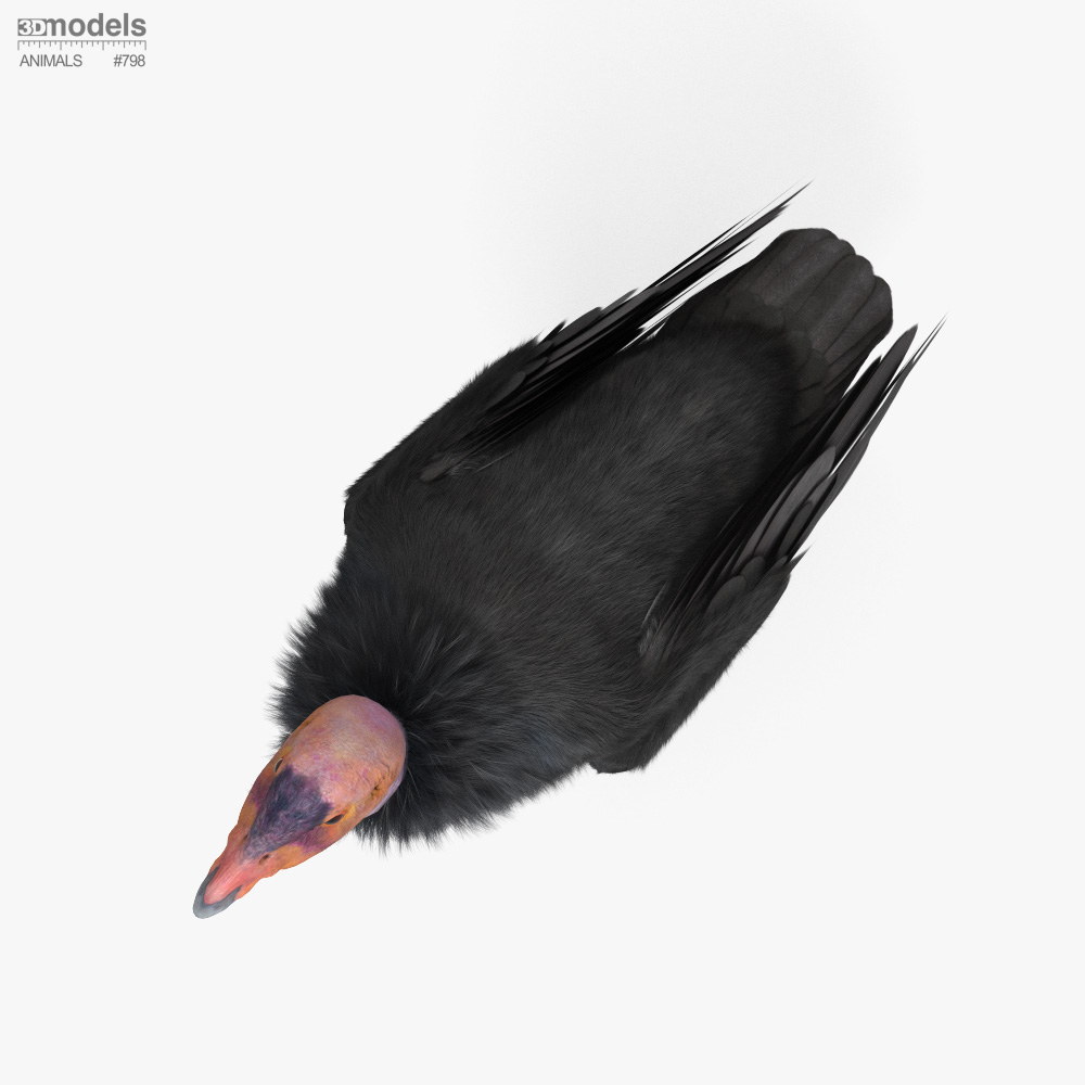 California Condor 3D model - Download Birds on 3DModels.org