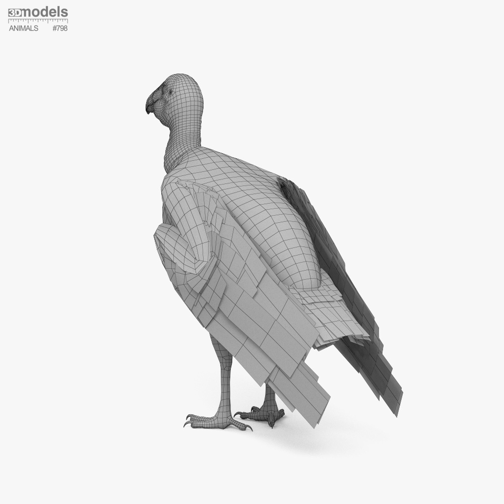 California Condor 3D model - Download Birds on 3DModels.org