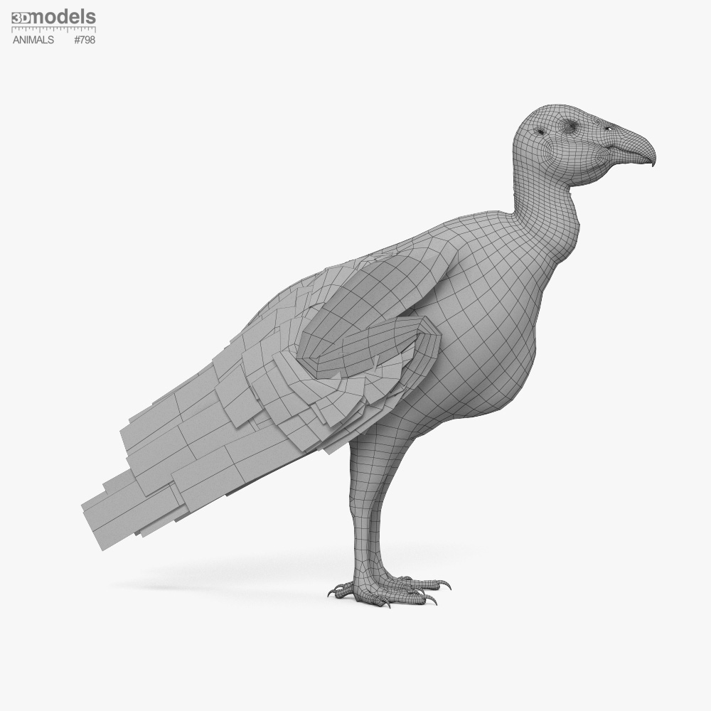 California Condor 3D model - Download Birds on 3DModels.org