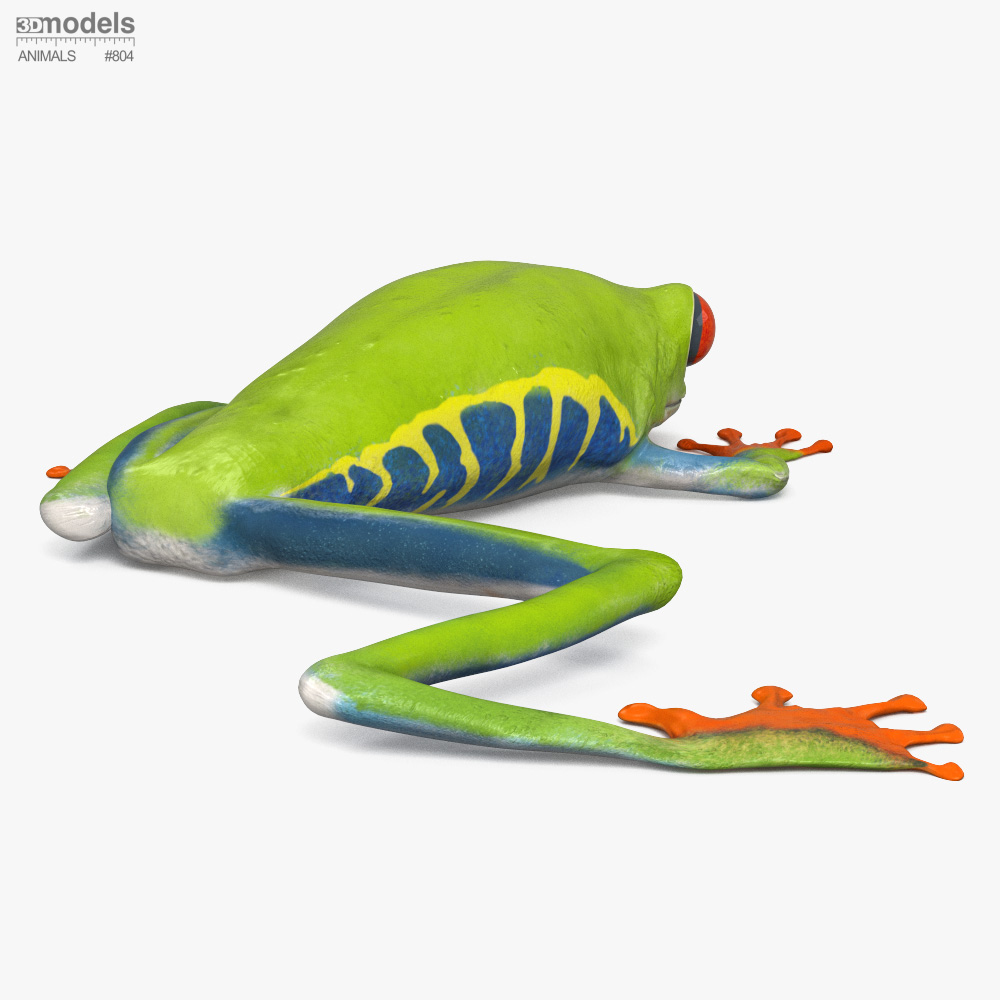 Crawling Red-eyed Tree Frog 3D model - Download Amphibians on 3DModels.org