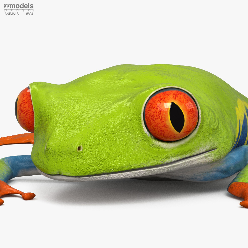 Crawling Red-eyed Tree Frog 3D model - Download Amphibians on 3DModels.org