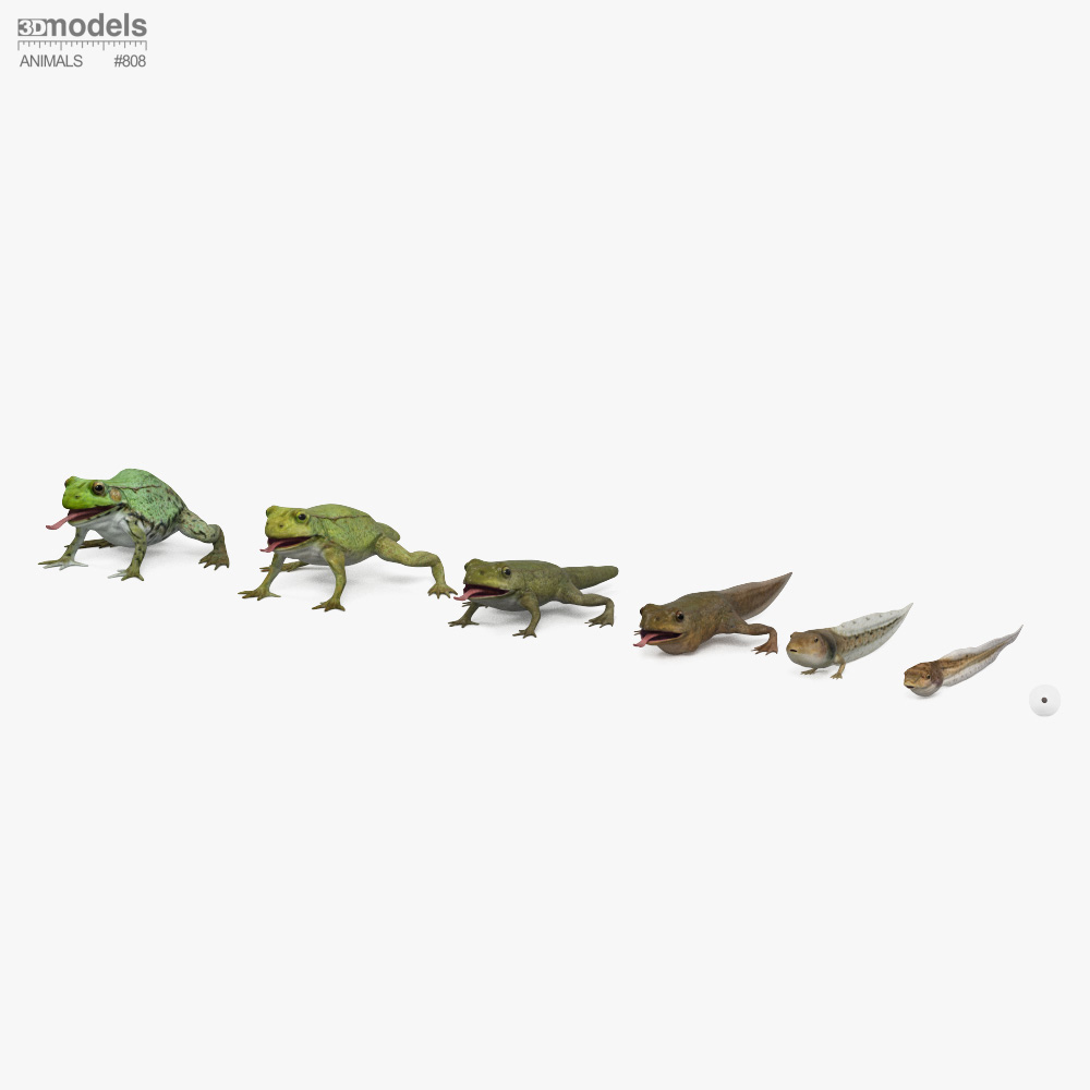 Frog Tadpole 3D model - Download Amphibians on 3DModels.org