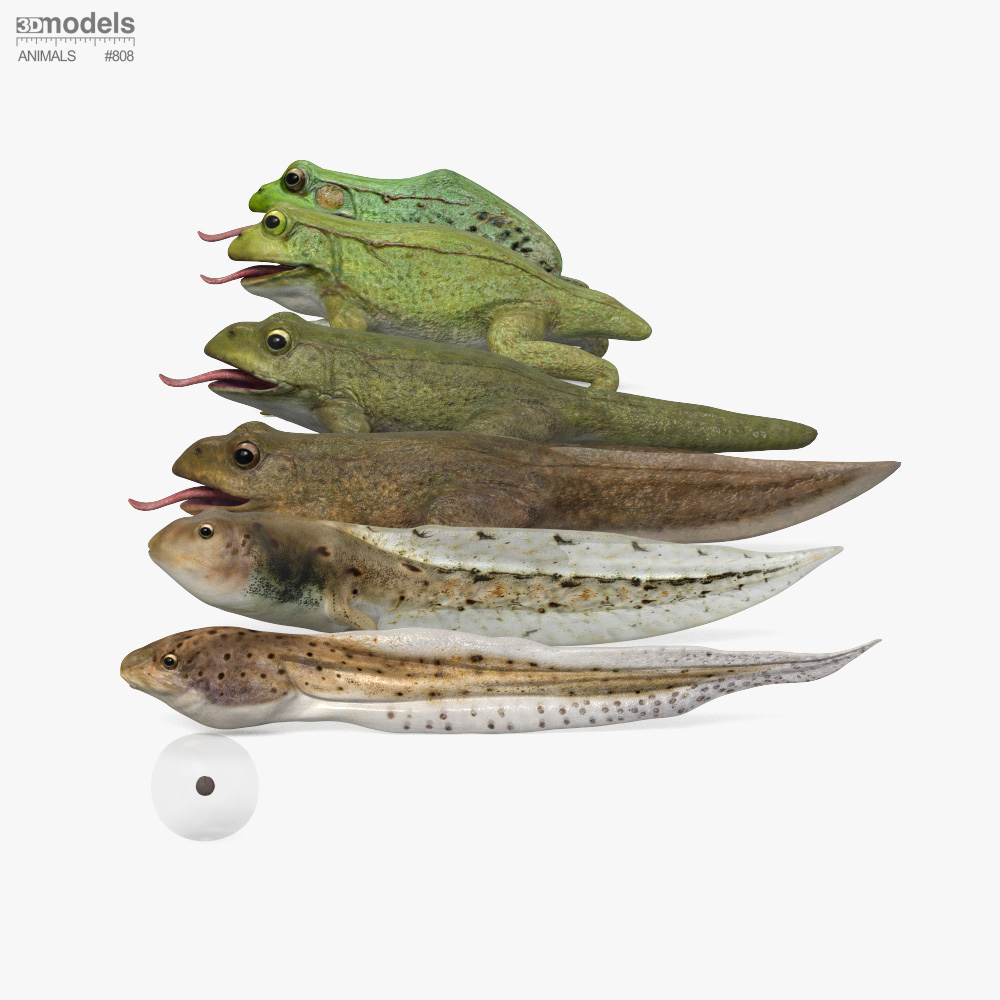 Frog Tadpole 3D model - Download Amphibians on 3DModels.org