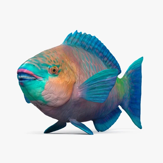 Coral reef fish 3D Models Download - 3DModels.org