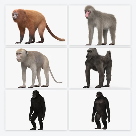 Monkey 3D Models Download - 3DModels.org