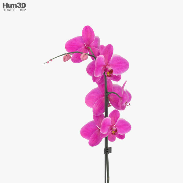 Orchid 3D model - Download Flowers on 3DModels.org