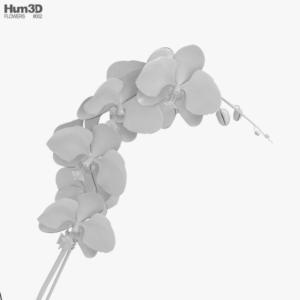 Orchid 3D model - Download Flowers on 3DModels.org