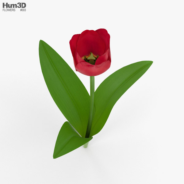 Tulipán Modelo 3D - Descargar Flores on 3DModels.org