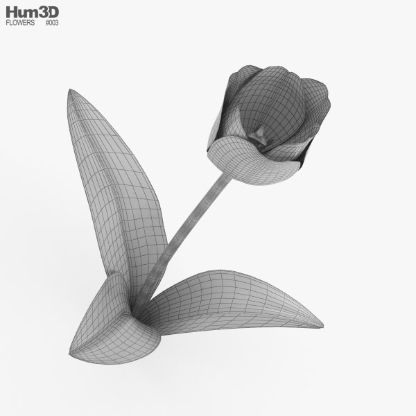 Tulip 3D model - Download Flowers on 3DModels.org