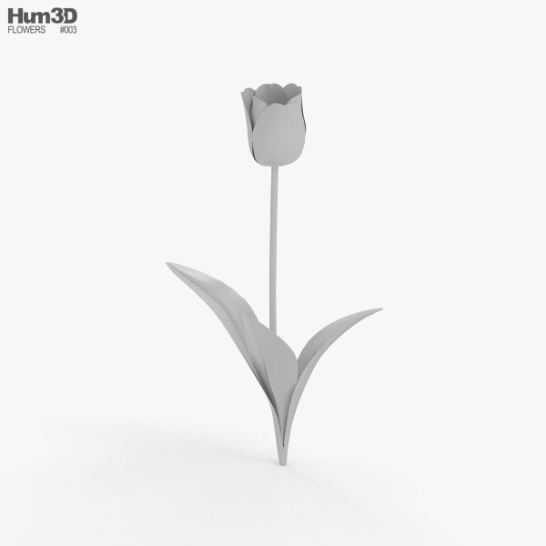Tulip 3D model - Download Flowers on 3DModels.org