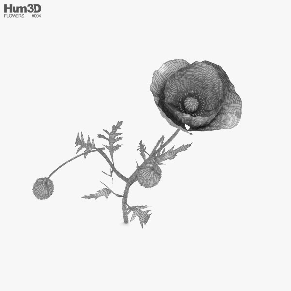Poppy 3D model - Download Flowers on 3DModels.org