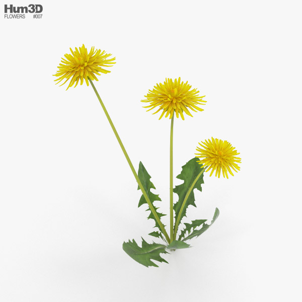 Dandelion 3D model - Download Flowers on 3DModels.org