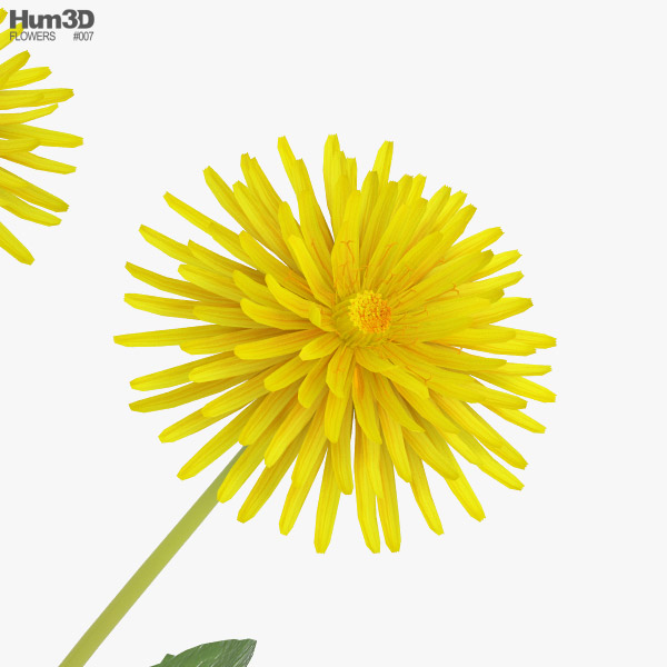 Dandelion 3D model - Download Flowers on 3DModels.org