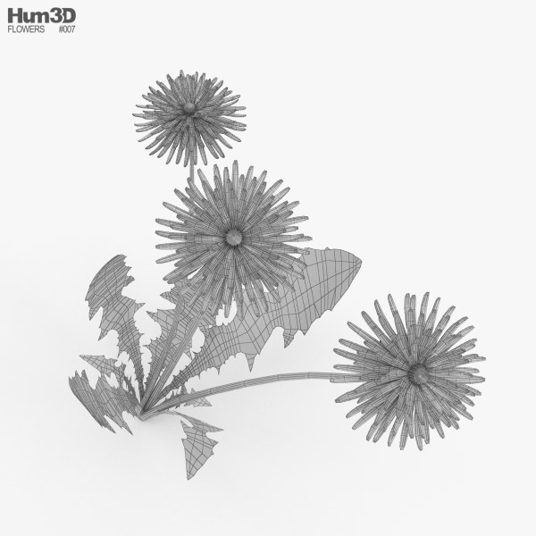 Dandelion 3D model - Download Flowers on 3DModels.org