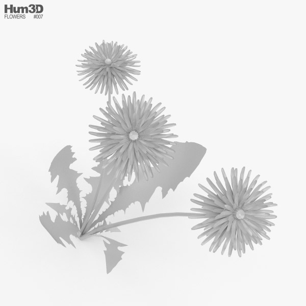 Dandelion 3D model - Download Flowers on 3DModels.org