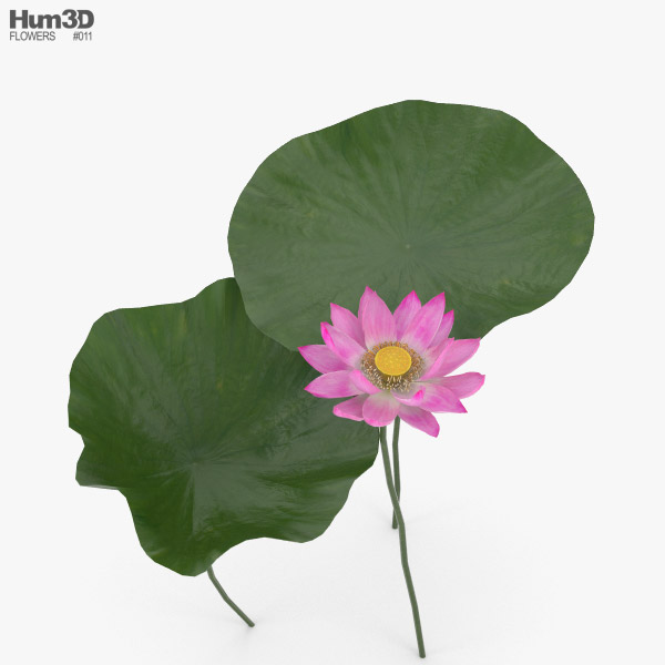 Lotus flower 3D model - Download Flowers on 3DModels.org