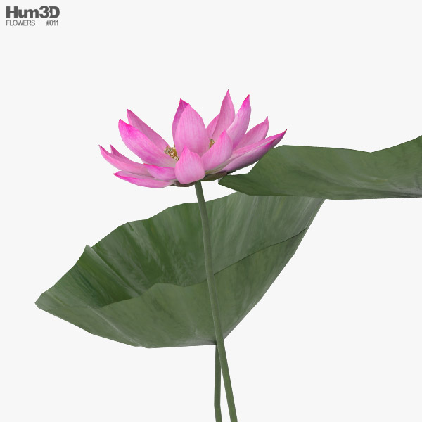 Lotus flower 3D model - Download Flowers on 3DModels.org