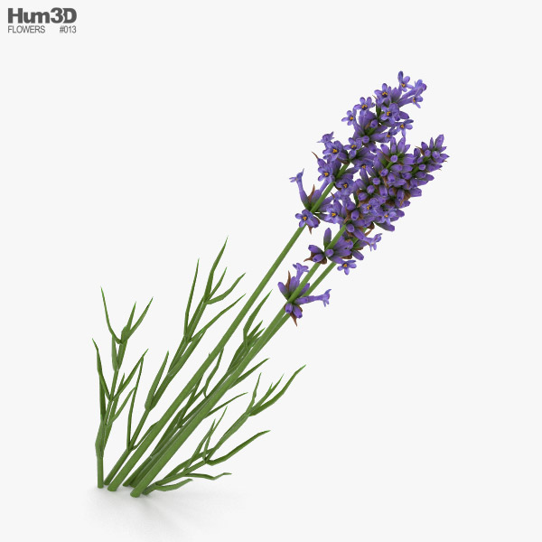 Lavender 3D Models Download - 3DModels.org