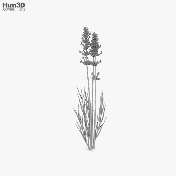 Lavanda Modelo 3D - Descargar Flores activado 3DModels.org