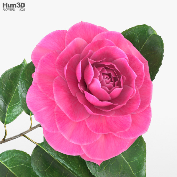 Camellia 3D model - Download Flowers on 3DModels.org