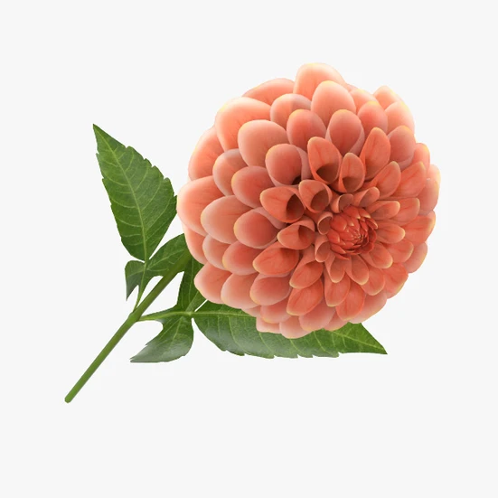 Flores Modelos 3D para Descargar - 3DModels.org