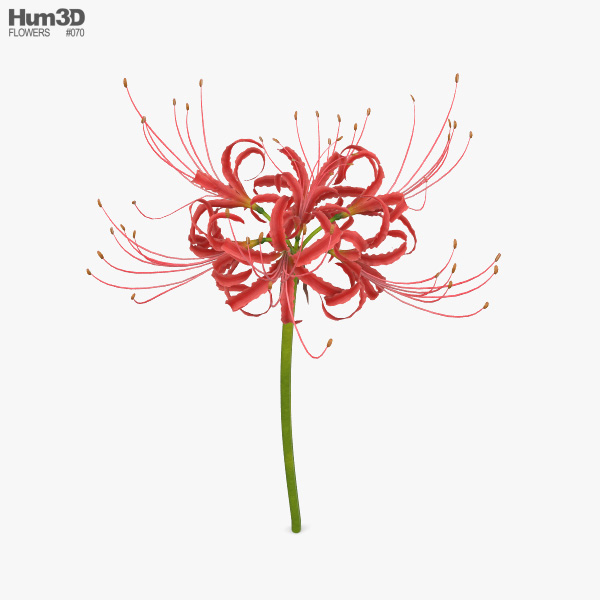 Red Spider Lily 3D model - Download Flowers on 3DModels.org